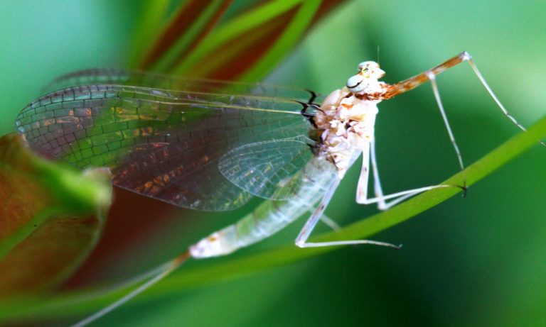 AP Biology – AP生物学课本、教程与资料